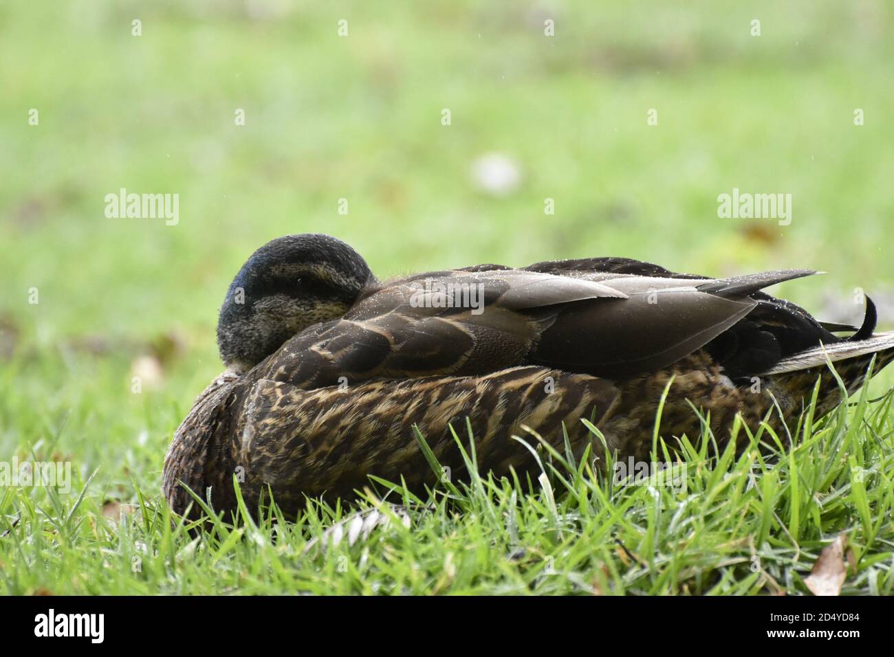 Enten im kampf -Fotos und -Bildmaterial in hoher Auflösung – Alamy
