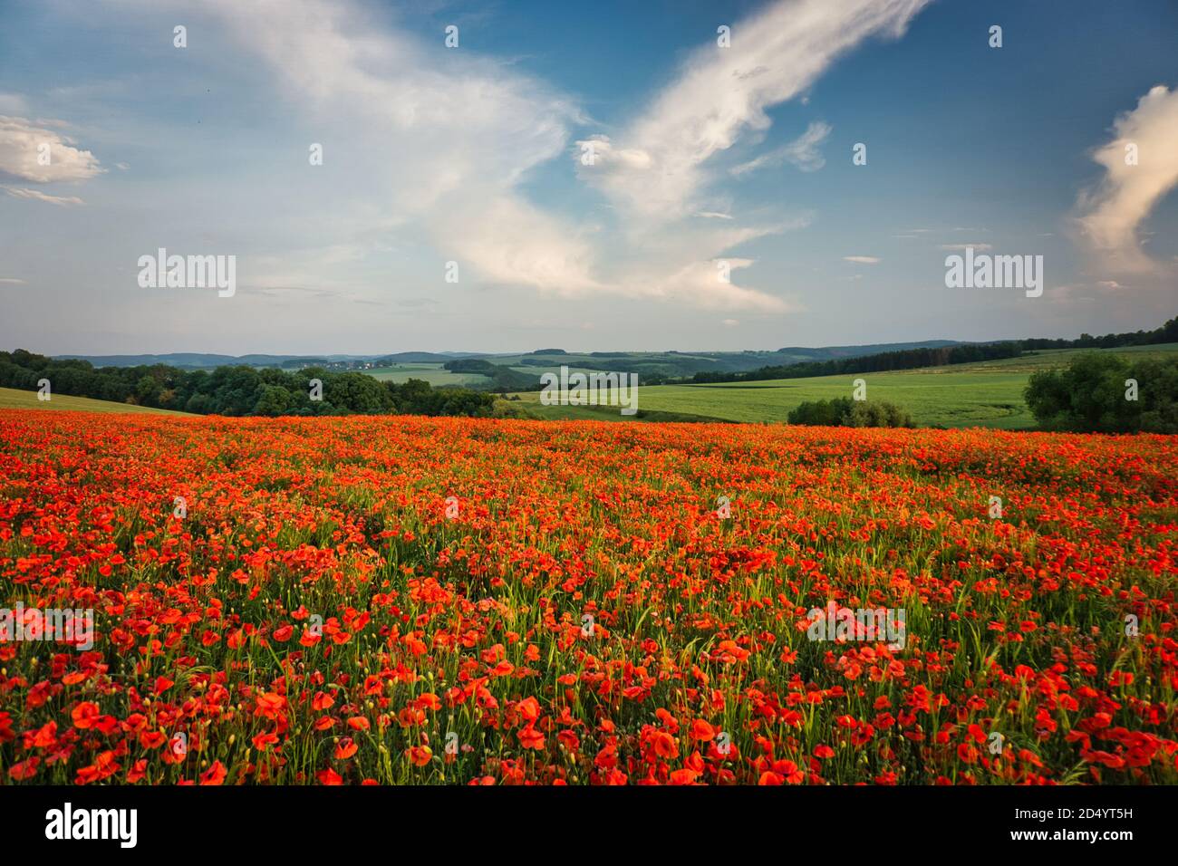 Mohnblumenfeld sonne toskana -Fotos und -Bildmaterial in hoher ...