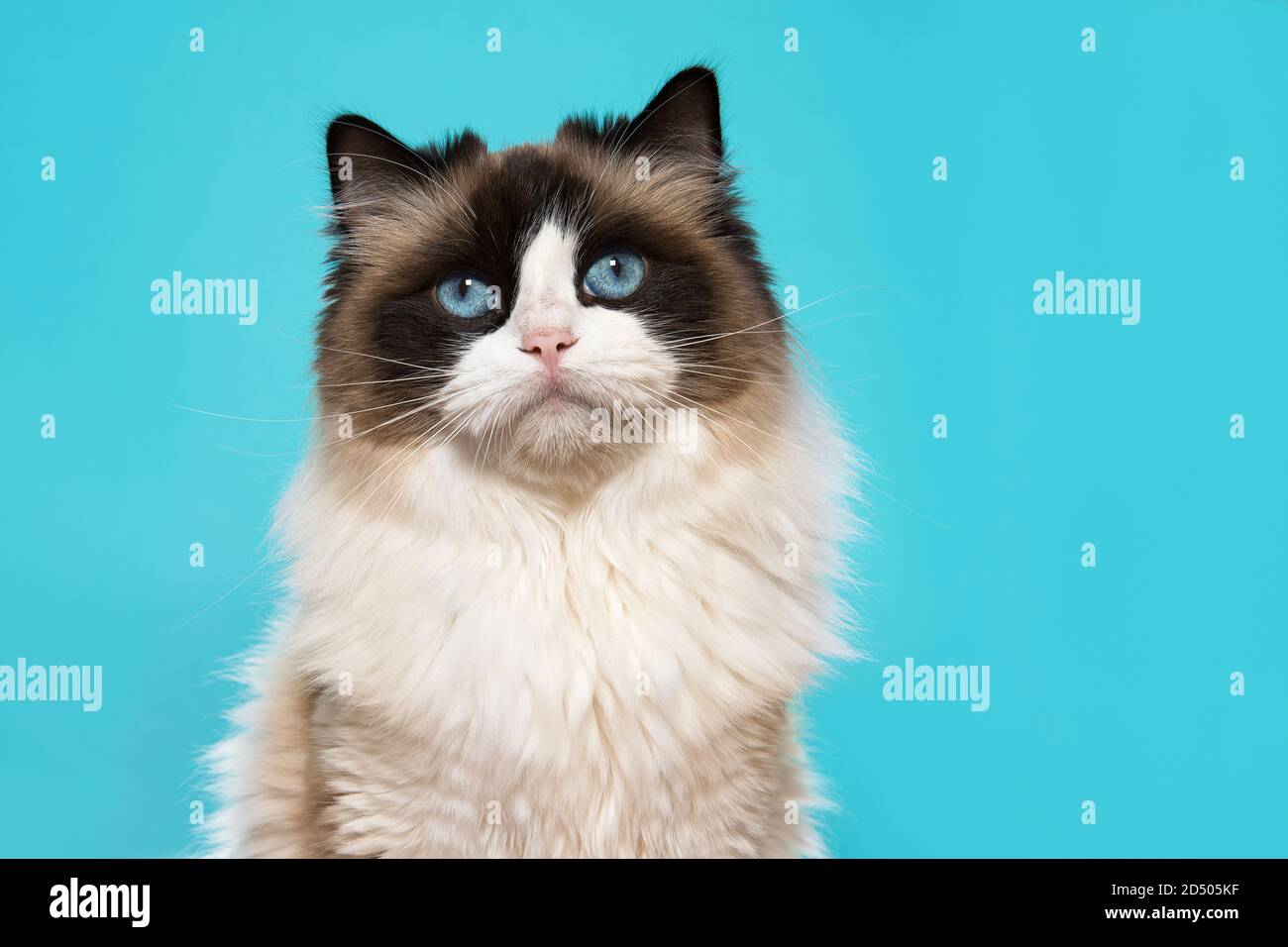 Schöne ragdoll katze -Fotos und -Bildmaterial in hoher Auflösung – Alamy