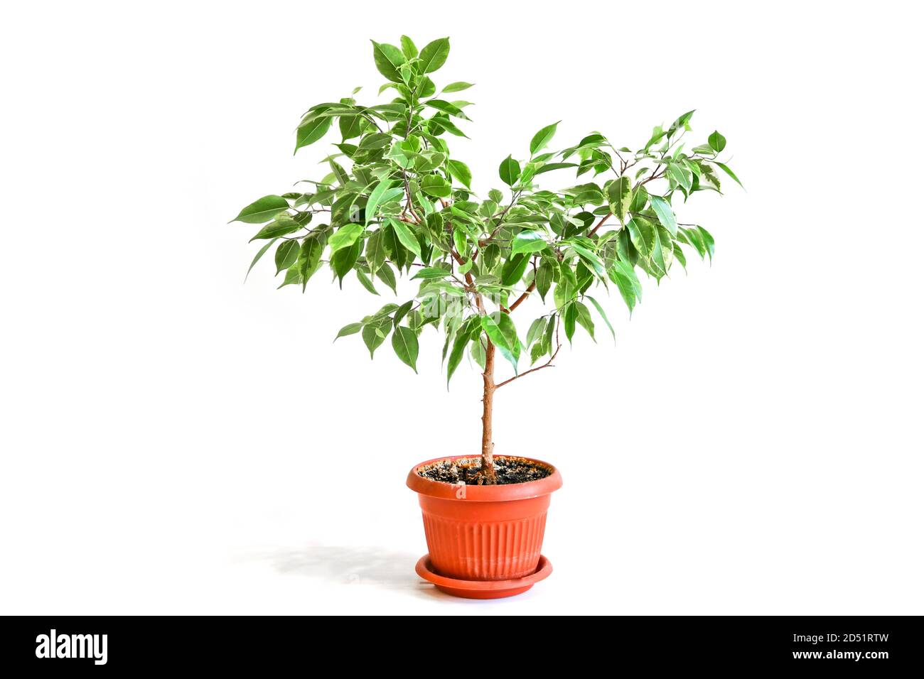 Weeping fig (ficus benjamina) Ausgeschnittene Stockfotos und -bilder ...