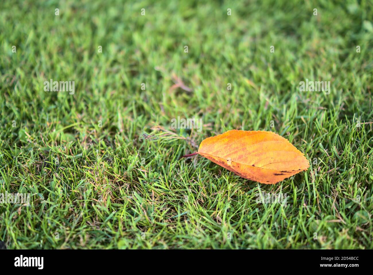 Einzelner kirschbaum im herbst -Fotos und -Bildmaterial in hoher ...