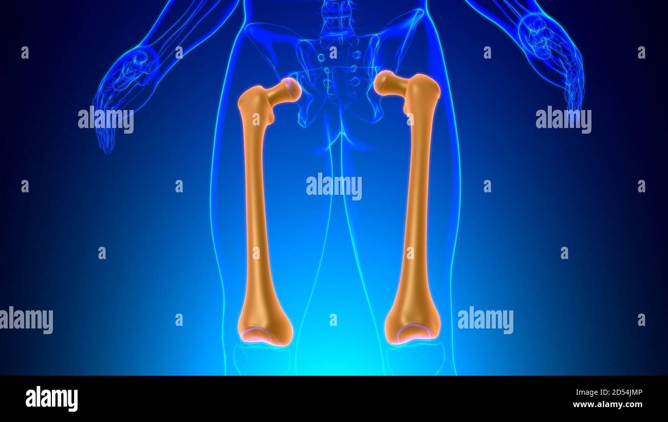 Menschliche Skelett Anatomie Femur Knochen 3D Rendering für ...