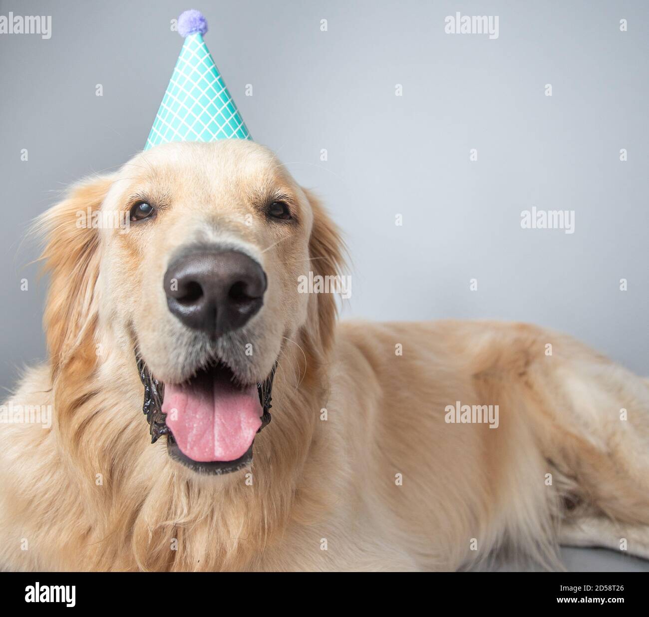 Hund mit hut party Stockfotos und -bilder Kaufen - Alamy