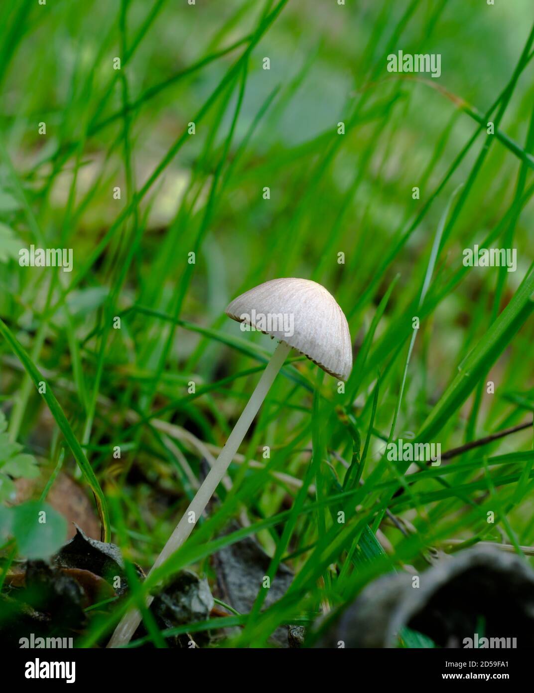 Eine der vielen Pilzsorten, die auf feuchten Waldböden in Europa ...