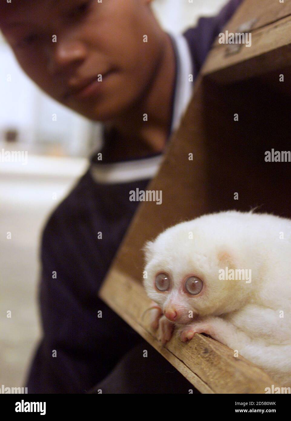 Slow Loris Arten Stockfotos und -bilder Kaufen - Alamy
