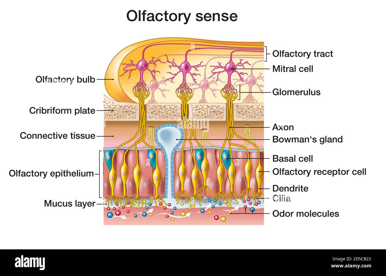 Der Geruchssinn und die detaillierte Darstellung des Geruchssinns ...