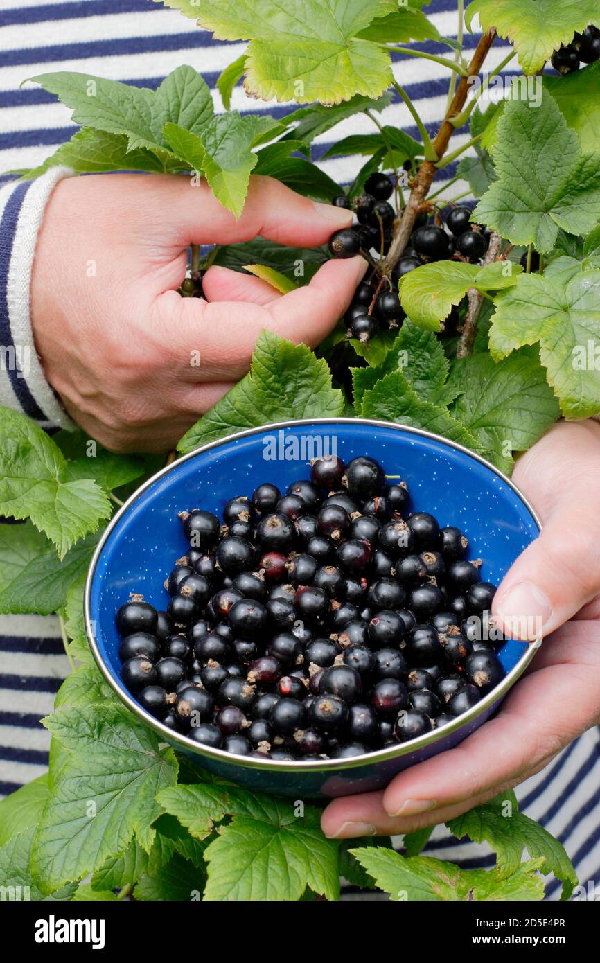 Schwarze johannisbeeren sammeln -Fotos und -Bildmaterial in hoher ...
