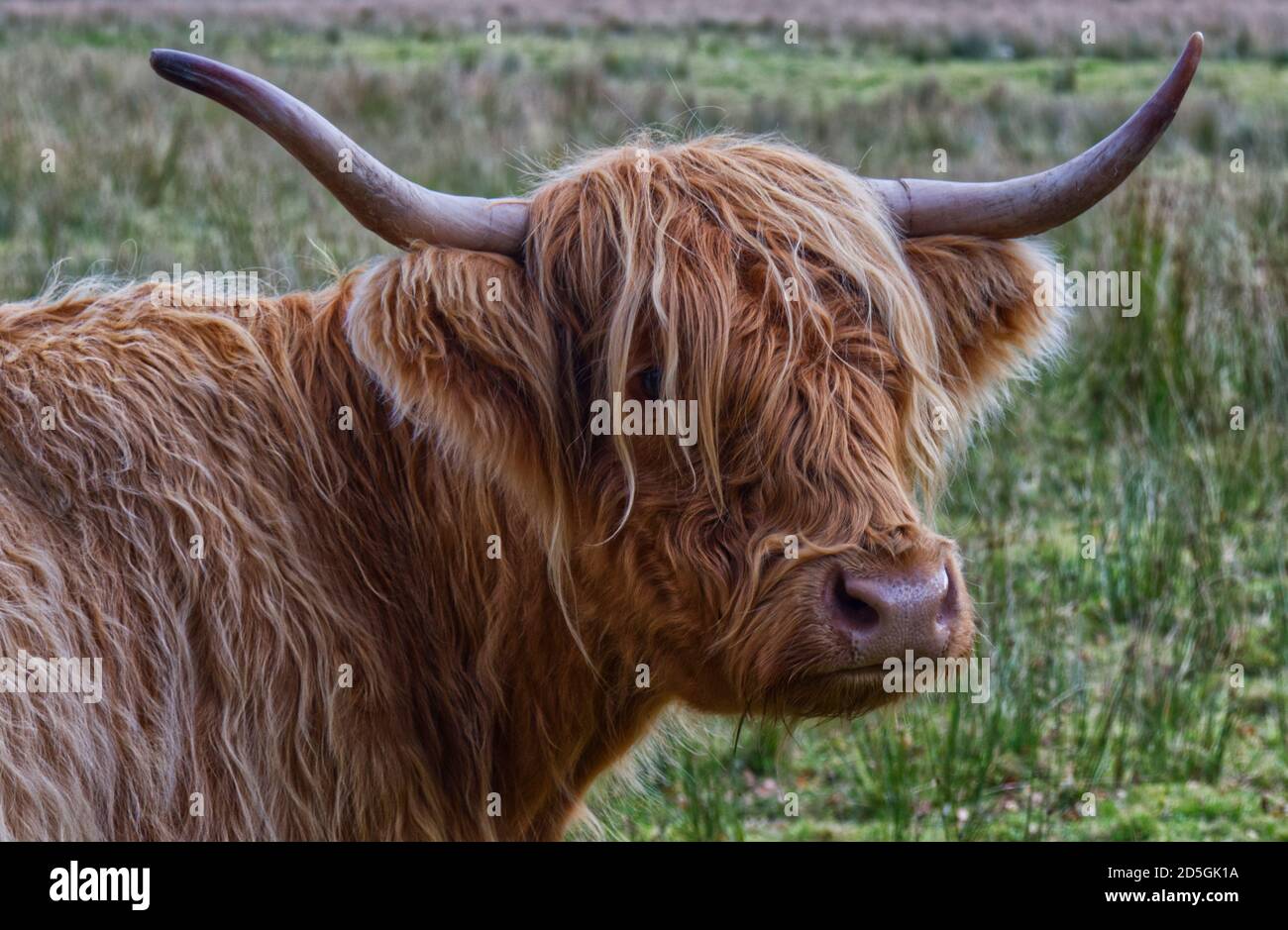 Red hairy cows -Fotos und -Bildmaterial in hoher Auflösung – Alamy