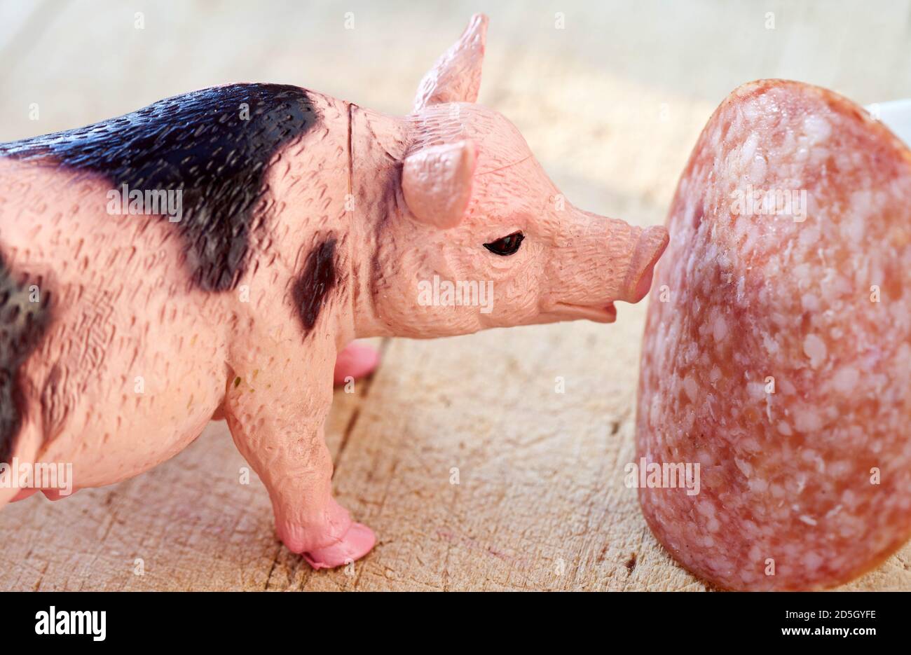 Miniature pig -Fotos und -Bildmaterial in hoher Auflösung – Alamy