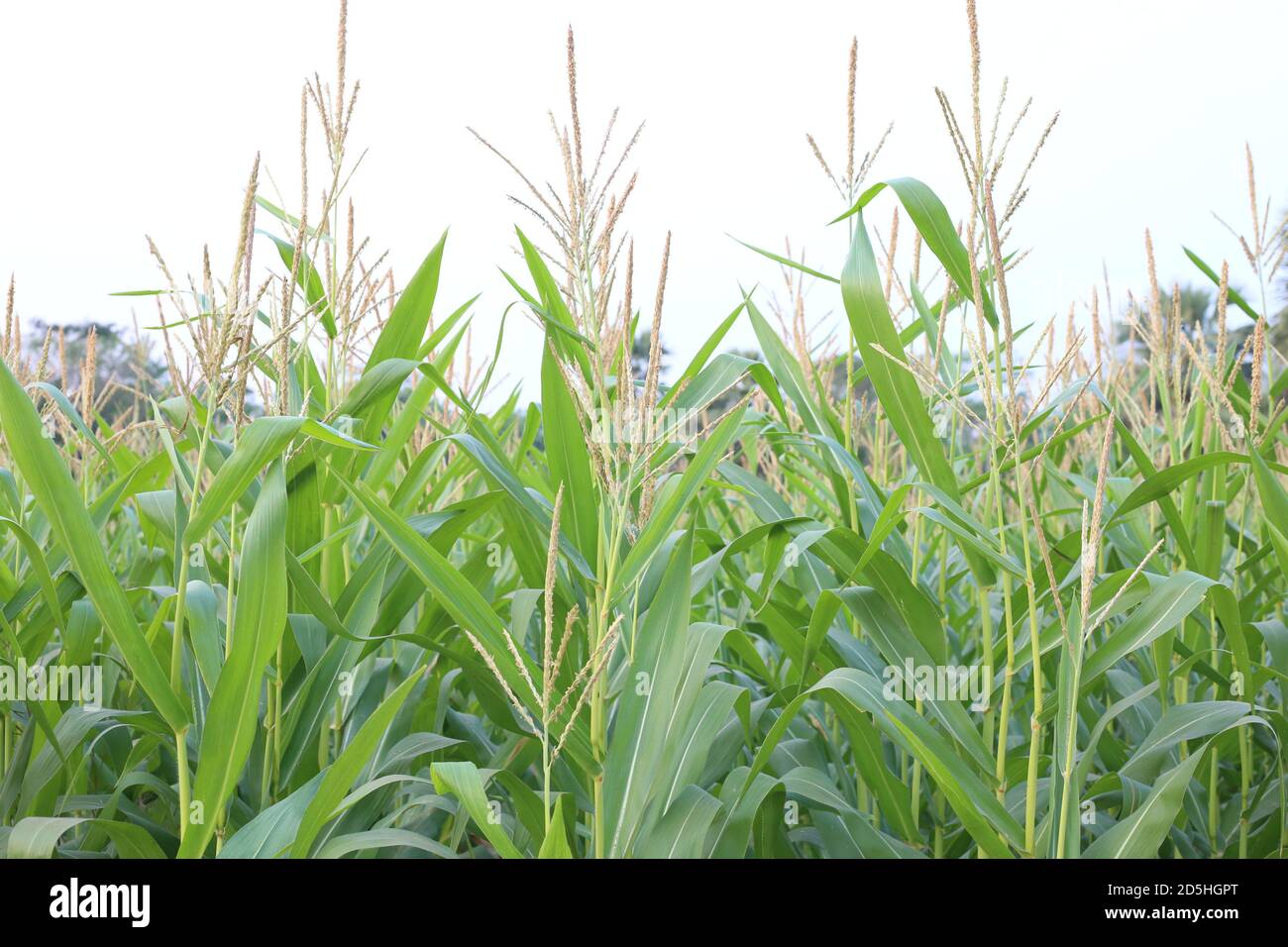Junge maispflanze -Fotos und -Bildmaterial in hoher Auflösung – Alamy