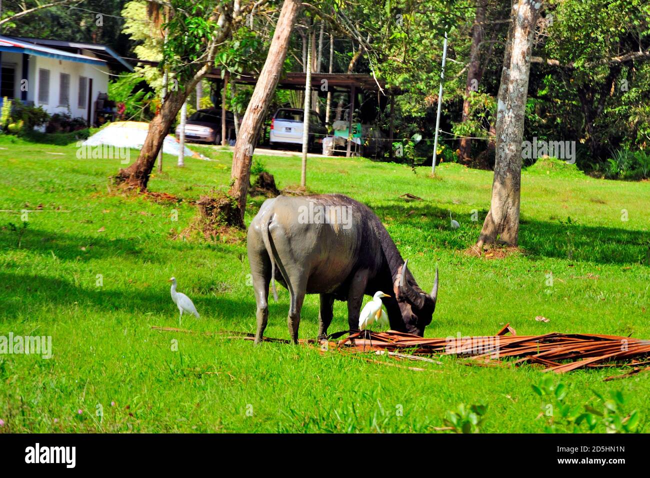 Tasek Merimbun Heritage Park Stockfotos und -bilder Kaufen - Alamy