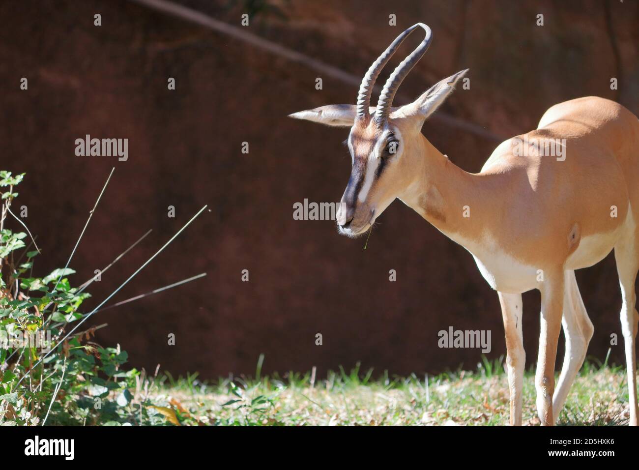 Spekes gazelle -Fotos und -Bildmaterial in hoher Auflösung – Alamy