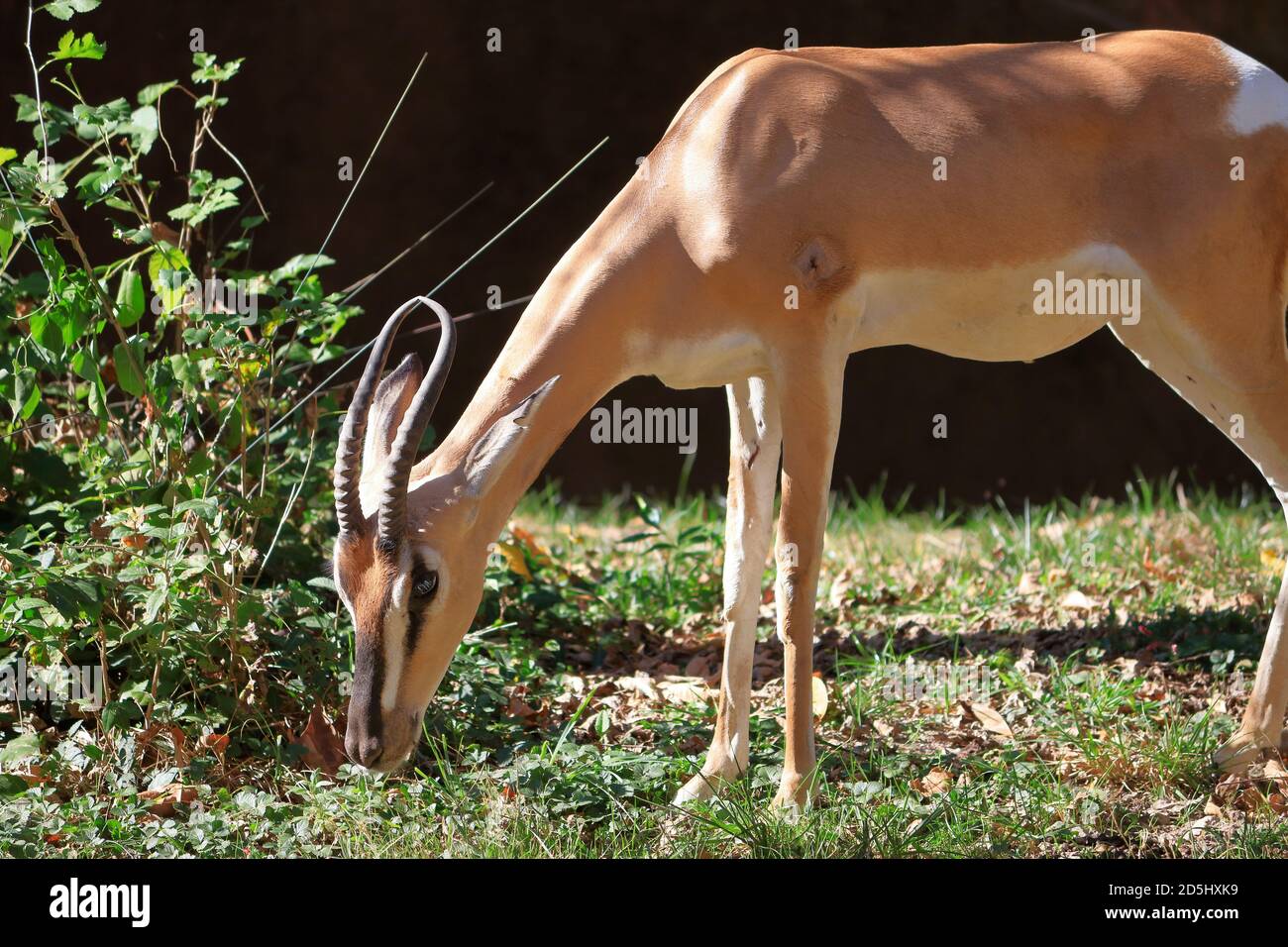 Spekes gazelle -Fotos und -Bildmaterial in hoher Auflösung – Alamy