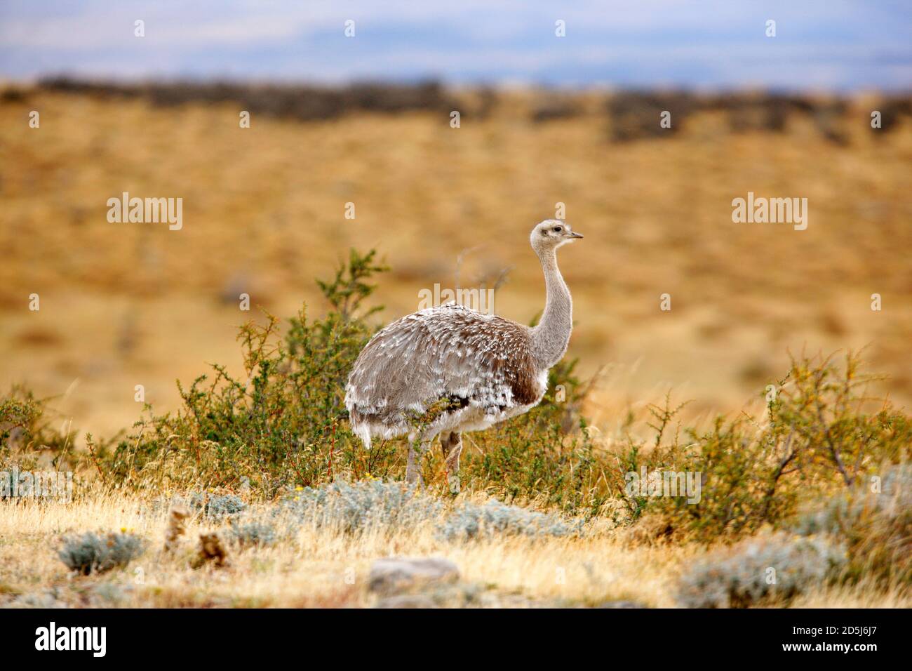 Rhea patagonia chile torres del paine vogel -Fotos und -Bildmaterial in ...