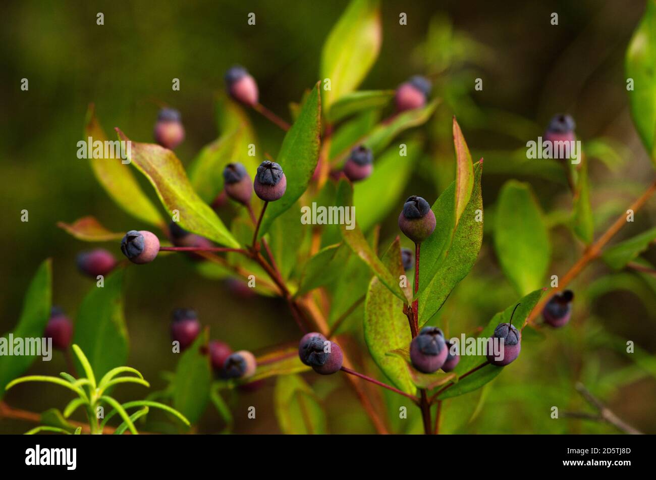Gemeine myrte -Fotos und -Bildmaterial in hoher Auflösung – Alamy
