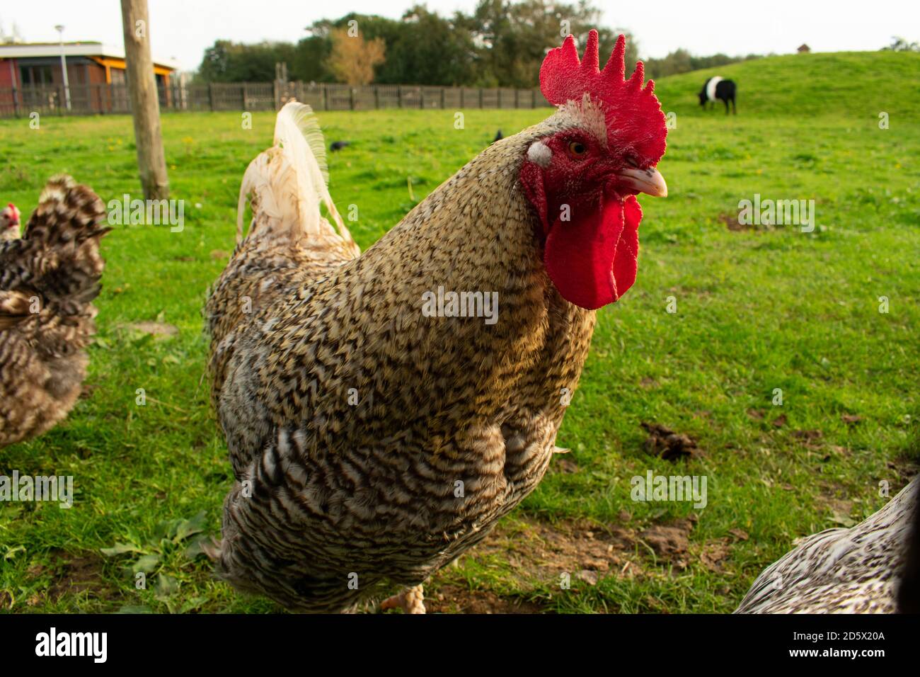 Hahn vogel nahaufnahme -Fotos und -Bildmaterial in hoher Auflösung – Alamy