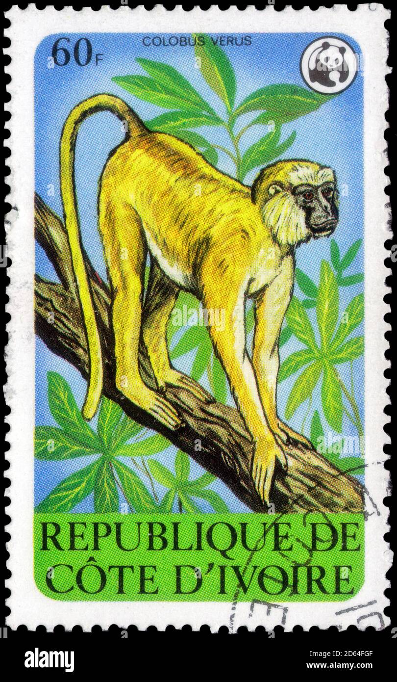 Colobus verus -Fotos und -Bildmaterial in hoher Auflösung – Alamy