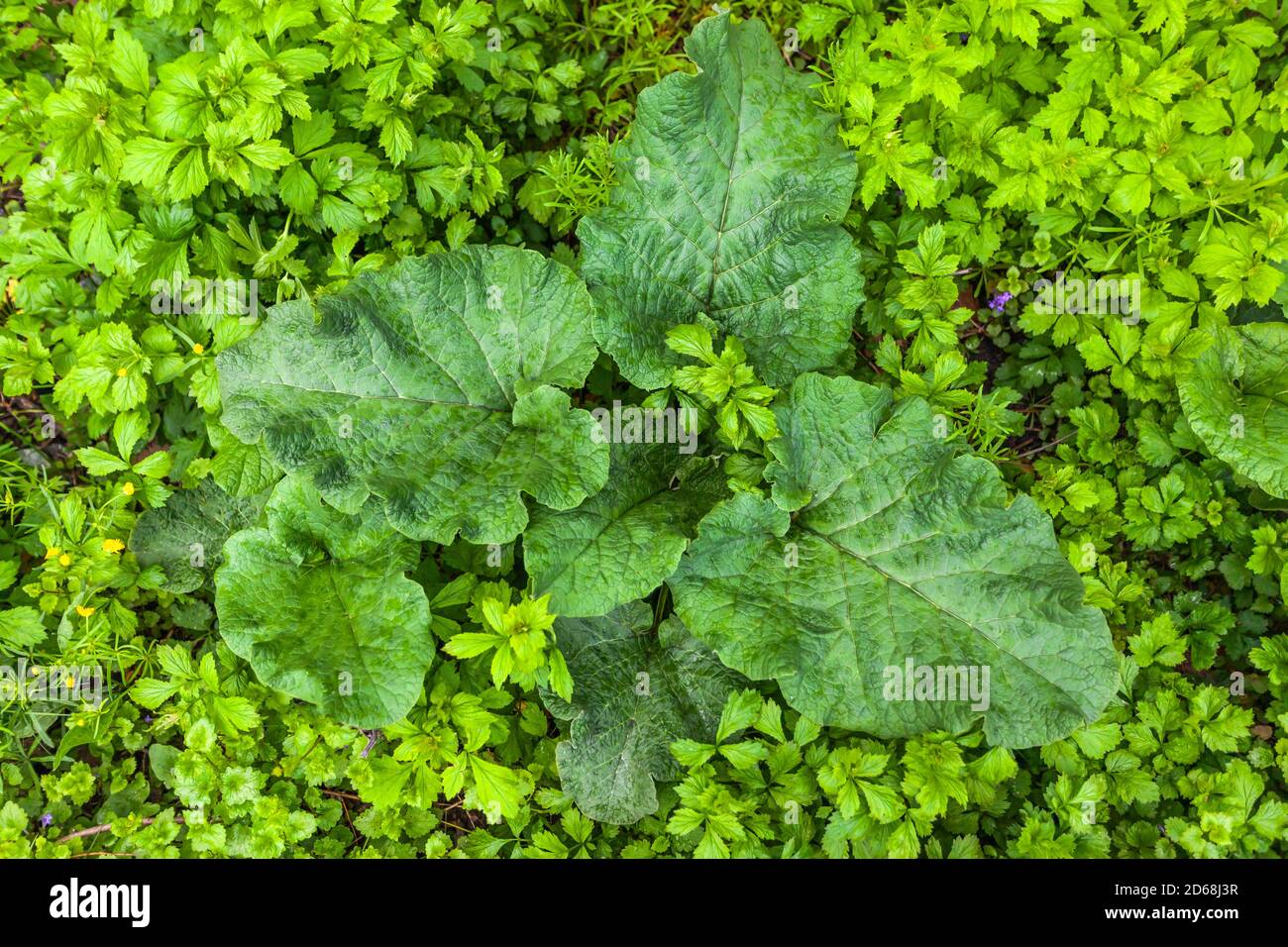 Nahaufnahme klettenblatt -Fotos und -Bildmaterial in hoher Auflösung ...