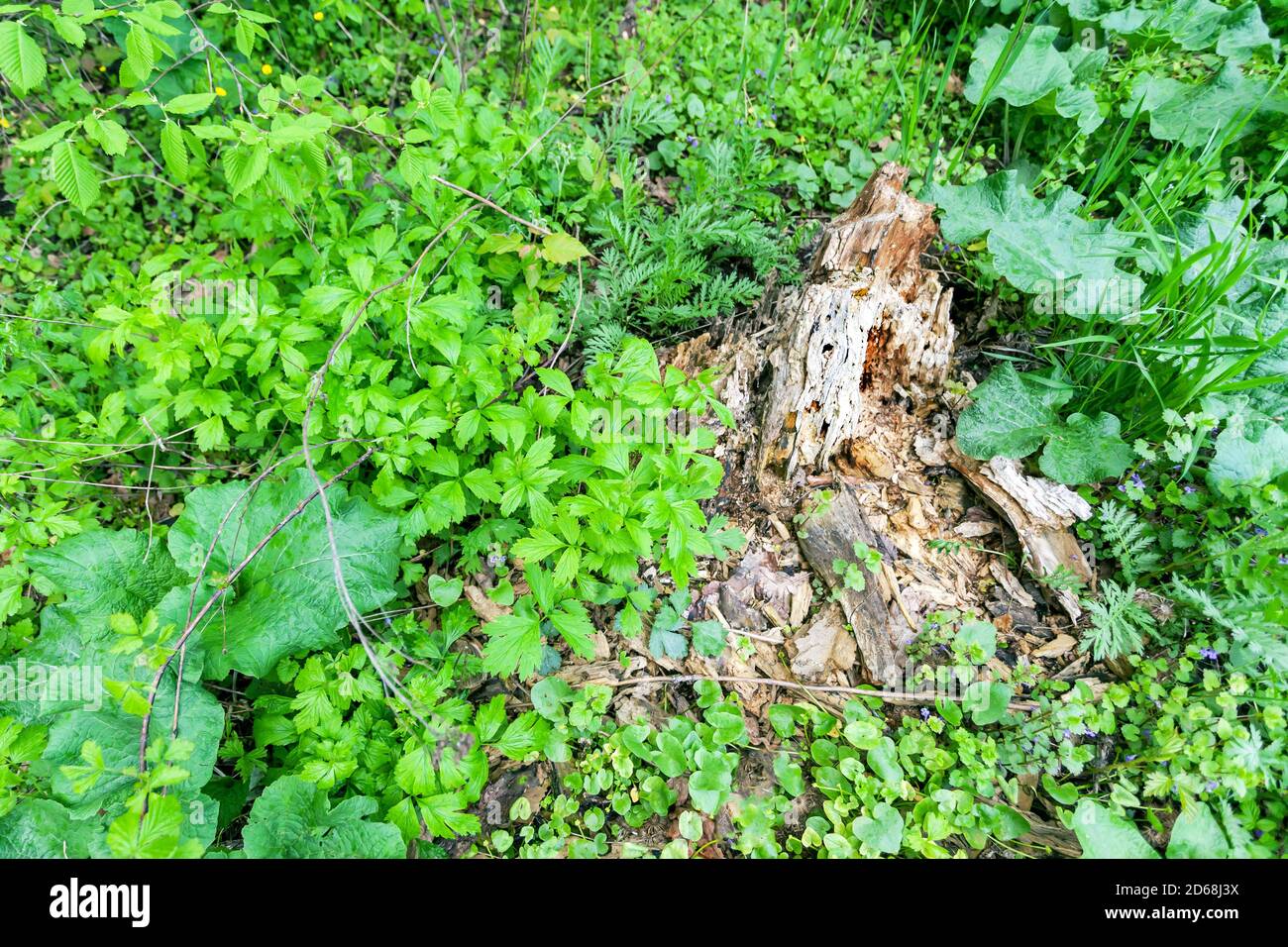 Nahaufnahme klettenblatt -Fotos und -Bildmaterial in hoher Auflösung ...