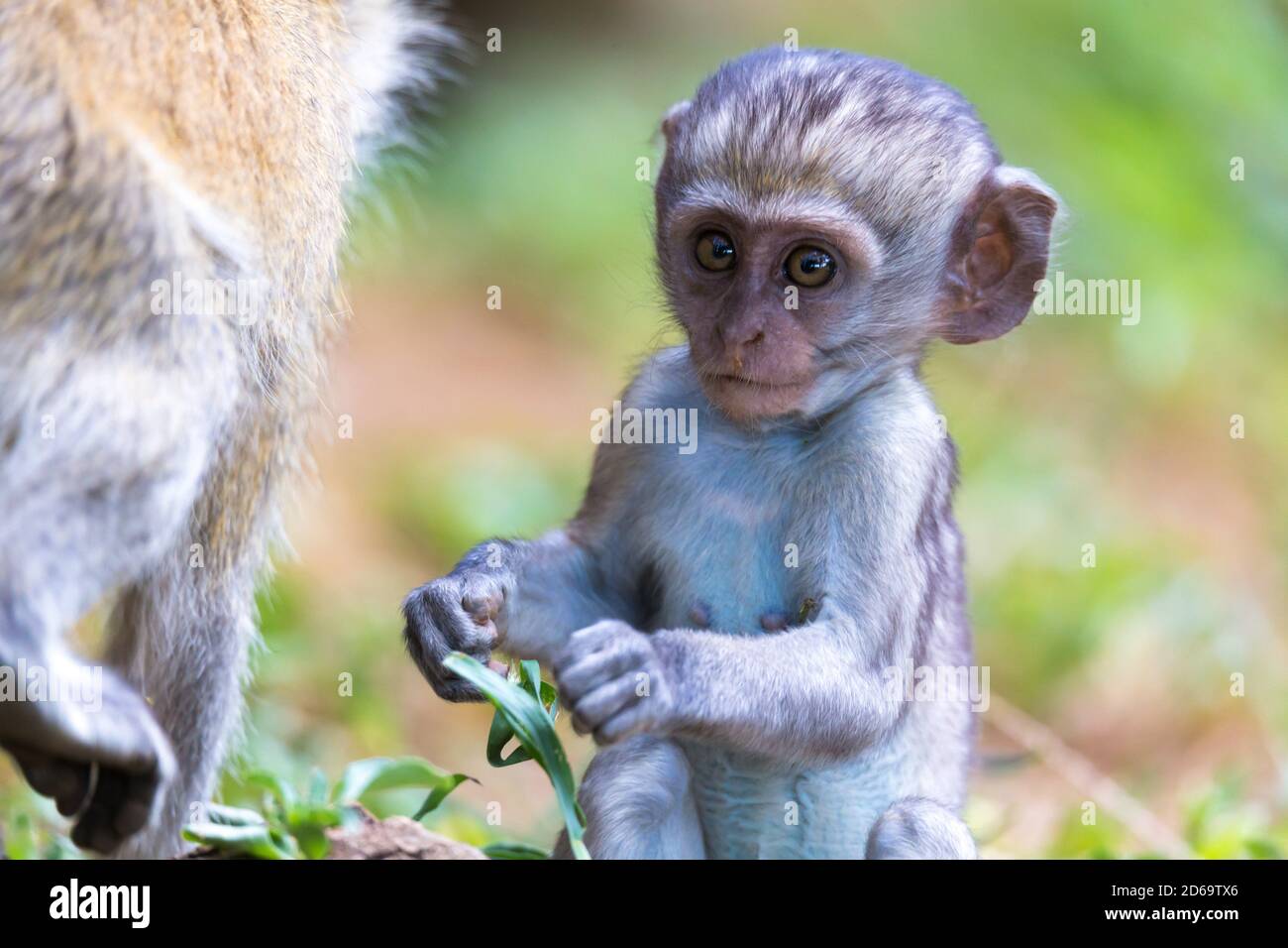 Ein kleiner lustiger Affe spielt auf dem Boden oder auf dem Baum ...