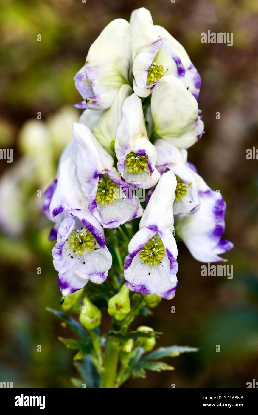 Aconitum napellus white -Fotos und -Bildmaterial in hoher Auflösung – Alamy