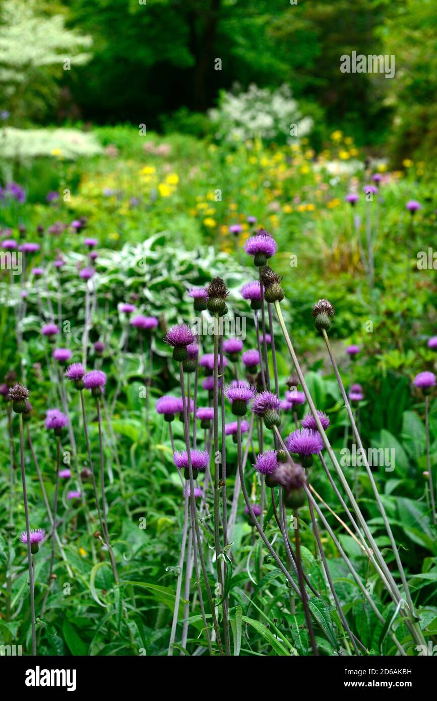 Lila disteln -Fotos und -Bildmaterial in hoher Auflösung – Alamy