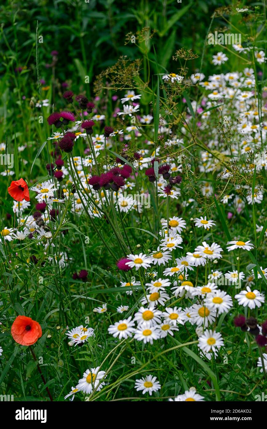 Cirsium rivulare atropurpureum, lila Blüten, Distel, Zierdisteln ...