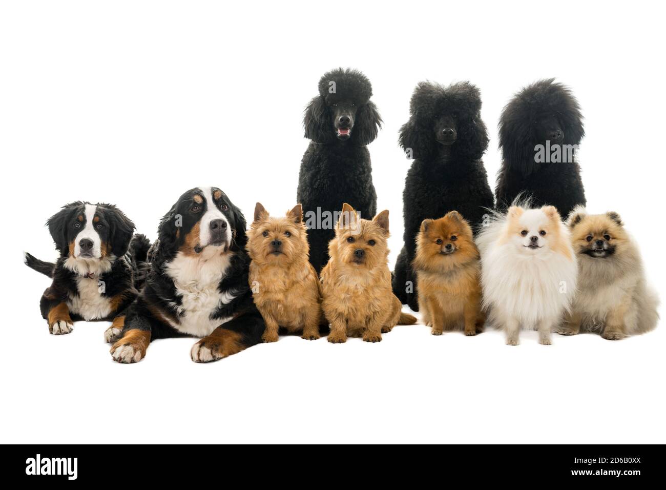 Gruppe oder Gruppe von zehn Hunden sitzen und liegen Blick auf die ...