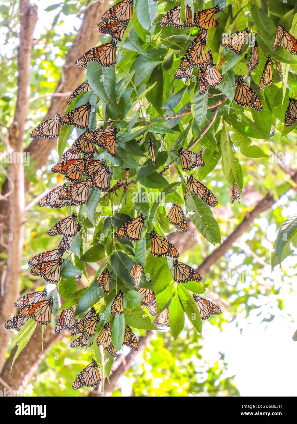 Monarch antenne -Fotos und -Bildmaterial in hoher Auflösung – Alamy