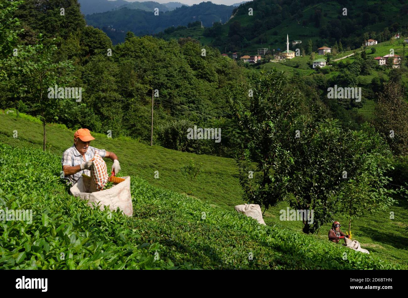 Rize, Türkei. September 2014. Ein türkischer Bauer arbeitet auf den ...