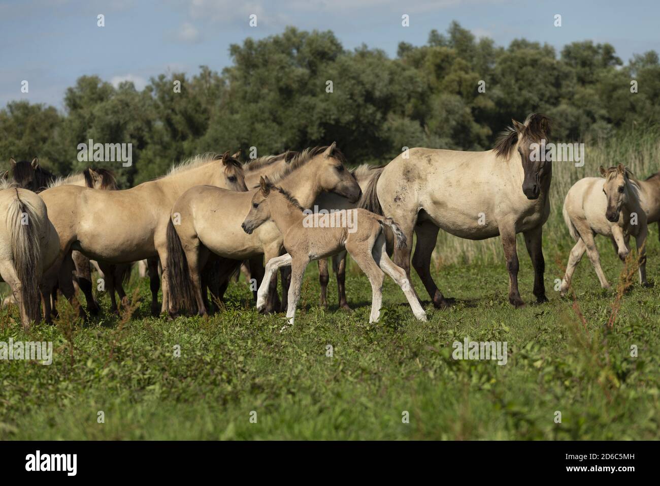 Wilde Konik Pferde oostvaardersplassen Naturschutzgebiet Flevoland ...