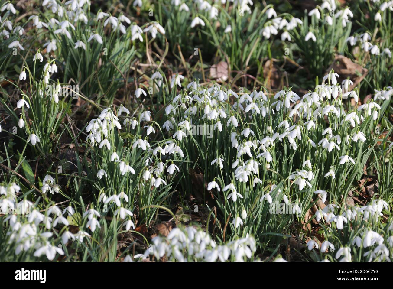 Symbolisiert Unschuld Und Reinheit Fotos Und Bildmaterial In Hoher