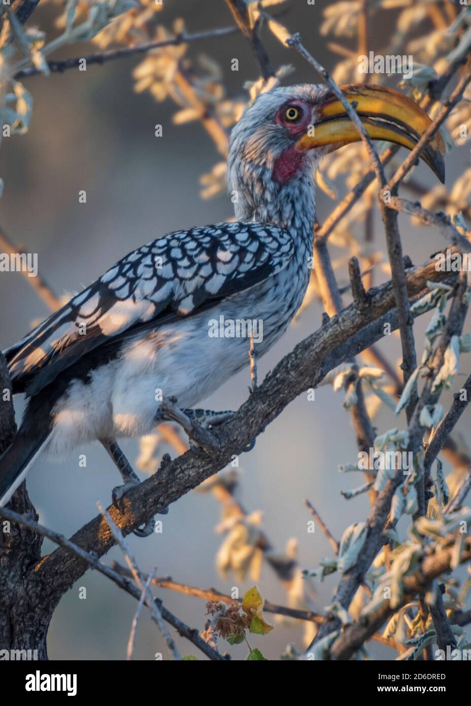 Toko vogel -Fotos und -Bildmaterial in hoher Auflösung – Alamy