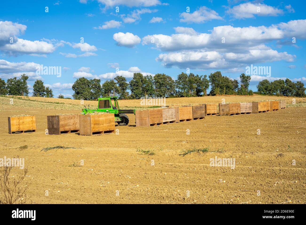 Zwiebelreihen ernten Trocknung in der Sonne auf dem Feld in der französischen Provinz. Traktor ...