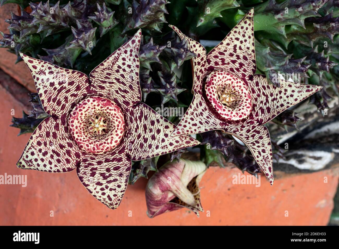 Orbea variegata -Fotos und -Bildmaterial in hoher Auflösung – Alamy