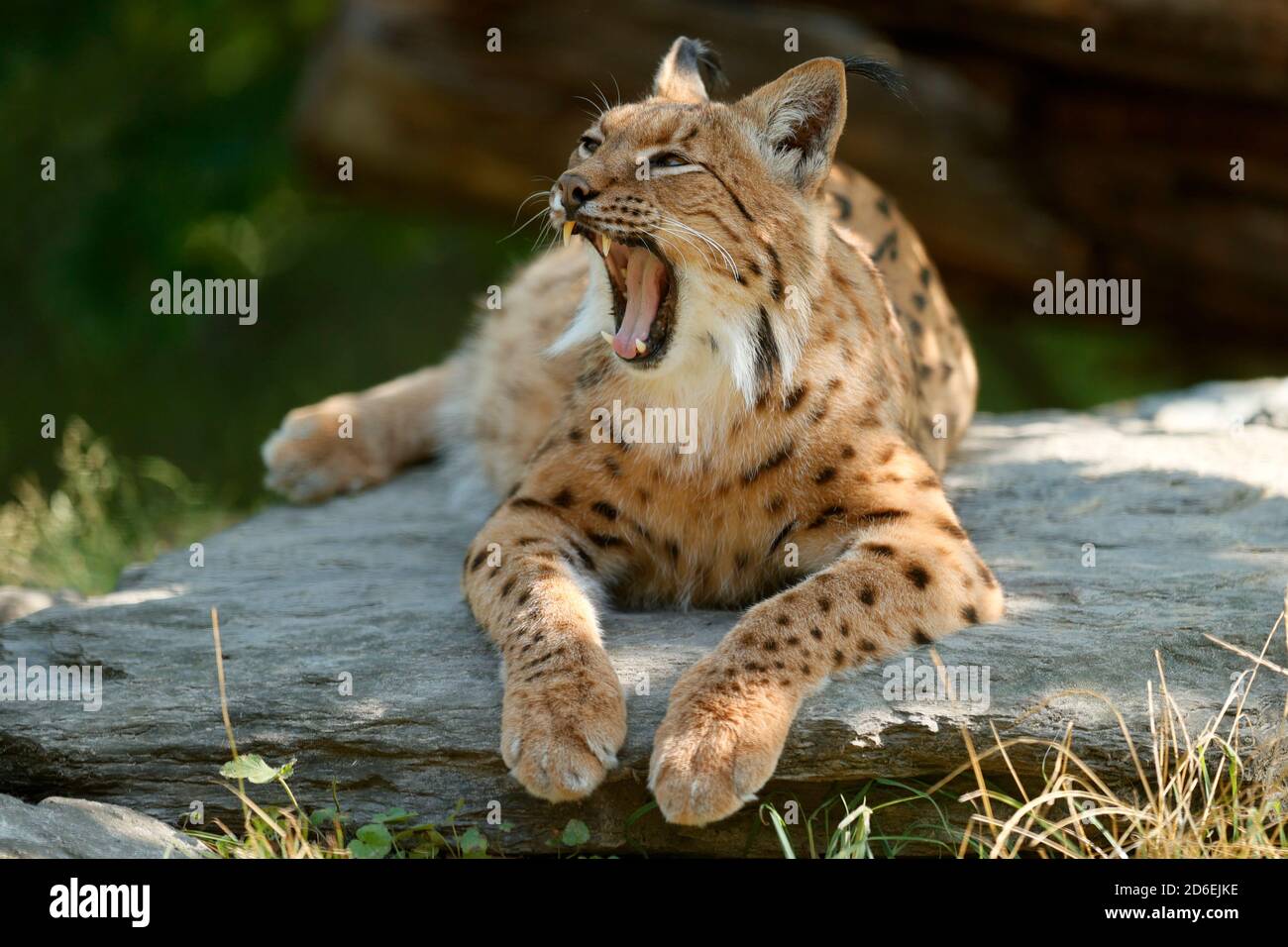 Luchs baby tier baby -Fotos und -Bildmaterial in hoher Auflösung – Alamy
