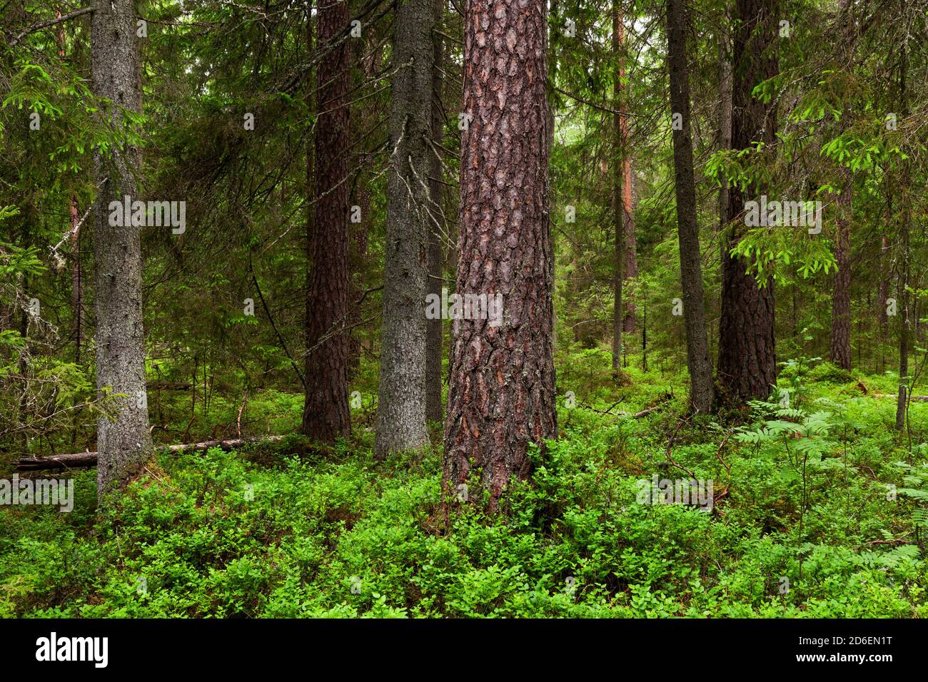 Borealer nadelwald -Fotos und -Bildmaterial in hoher Auflösung – Alamy