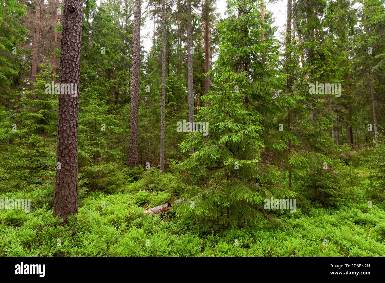 Borealer nadelwald -Fotos und -Bildmaterial in hoher Auflösung – Alamy