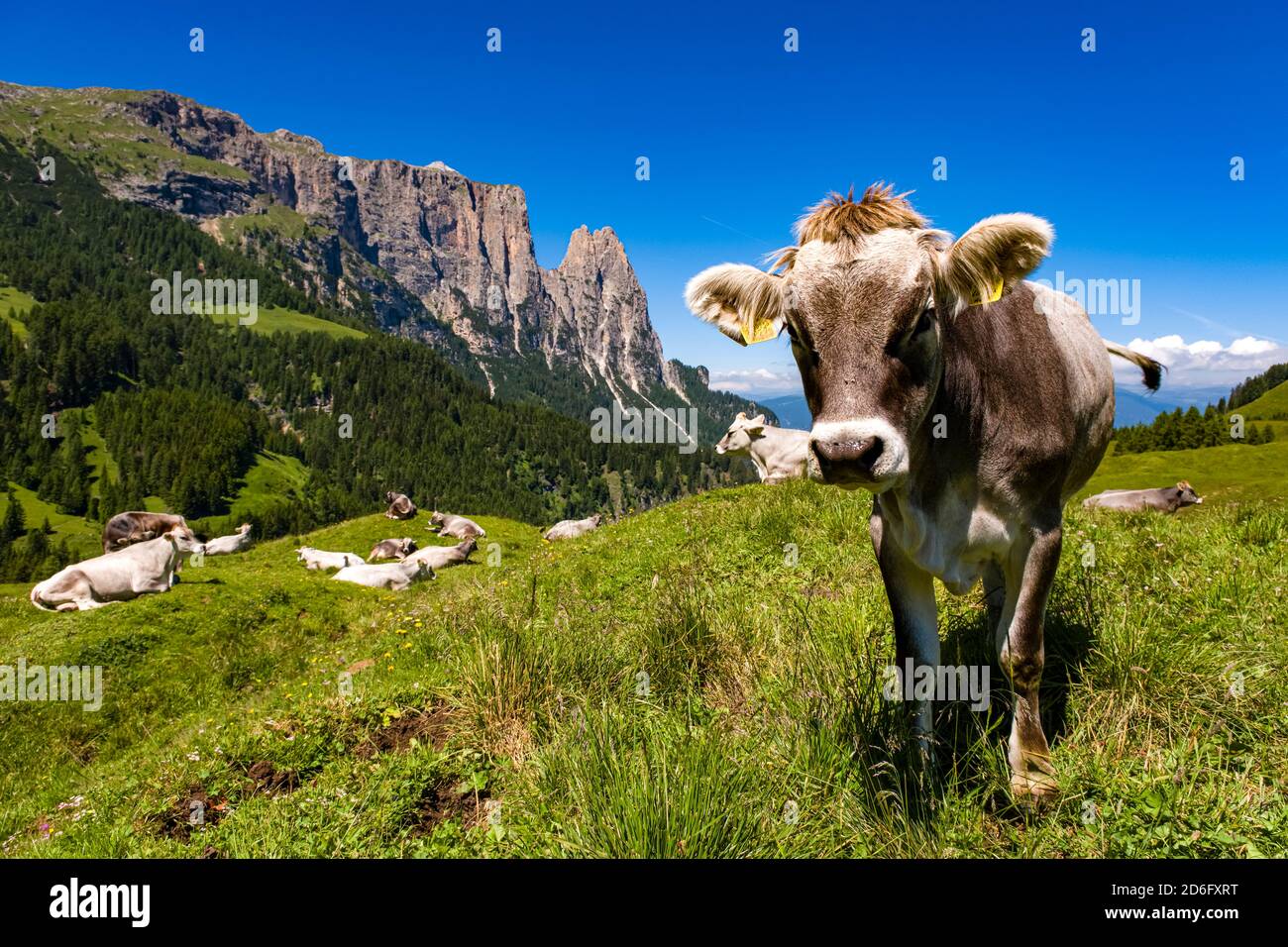 Berg alm kuh -Fotos und -Bildmaterial in hoher Auflösung – Alamy
