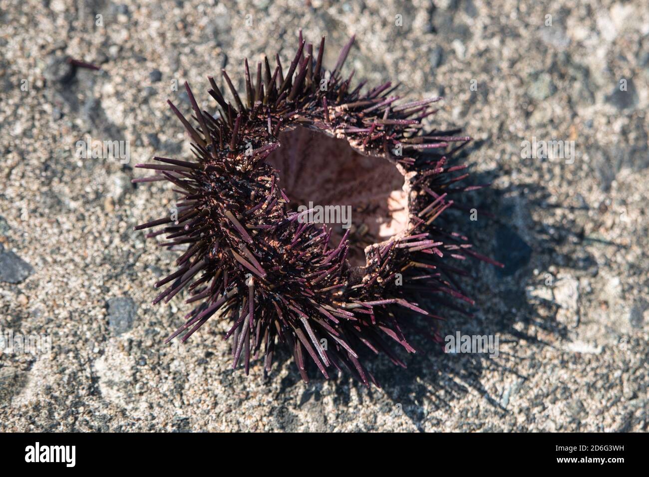 Stein seeigel -Fotos und -Bildmaterial in hoher Auflösung – Alamy