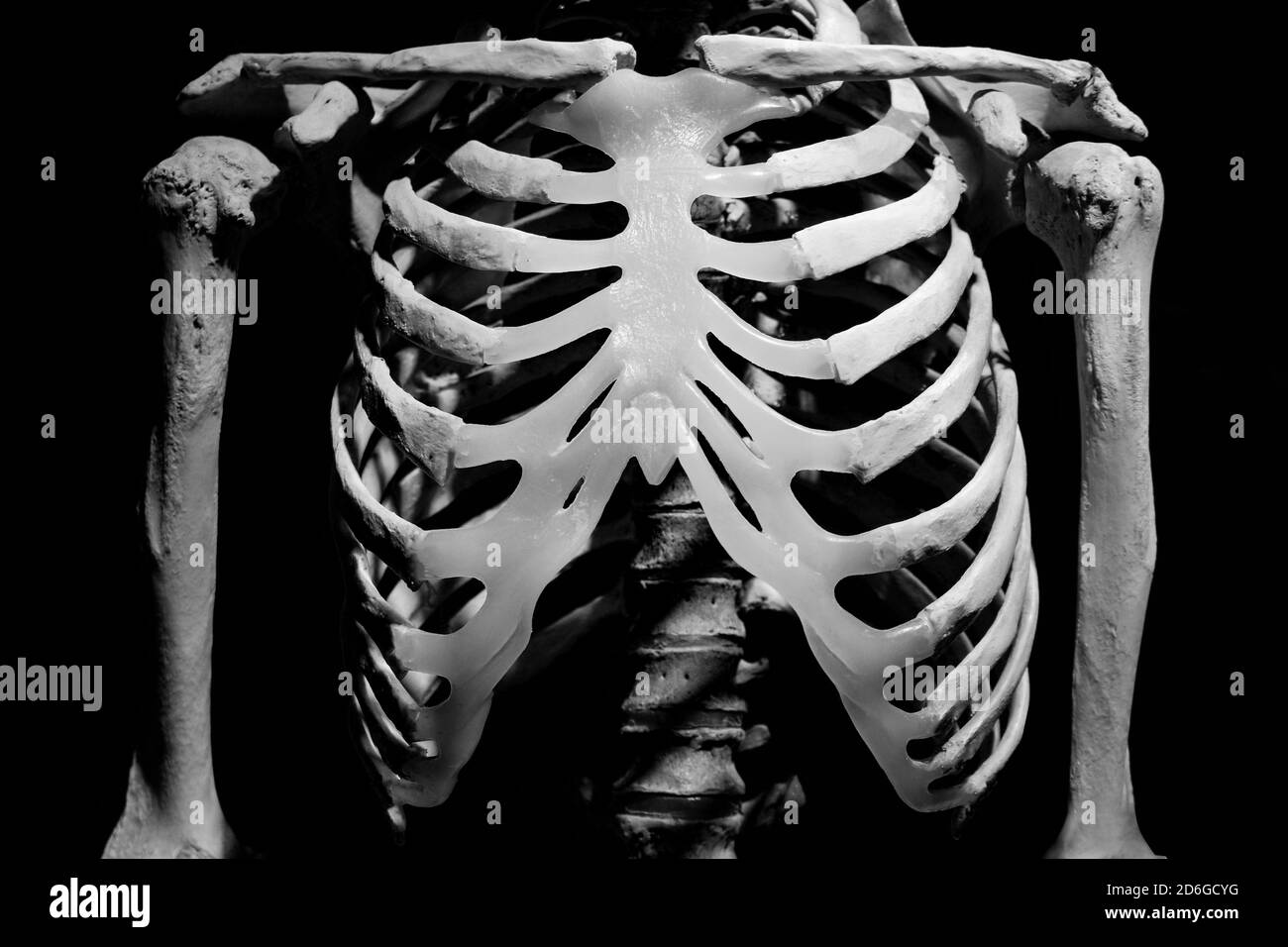 Echte Rippen Stockfotos und -bilder Kaufen - Alamy