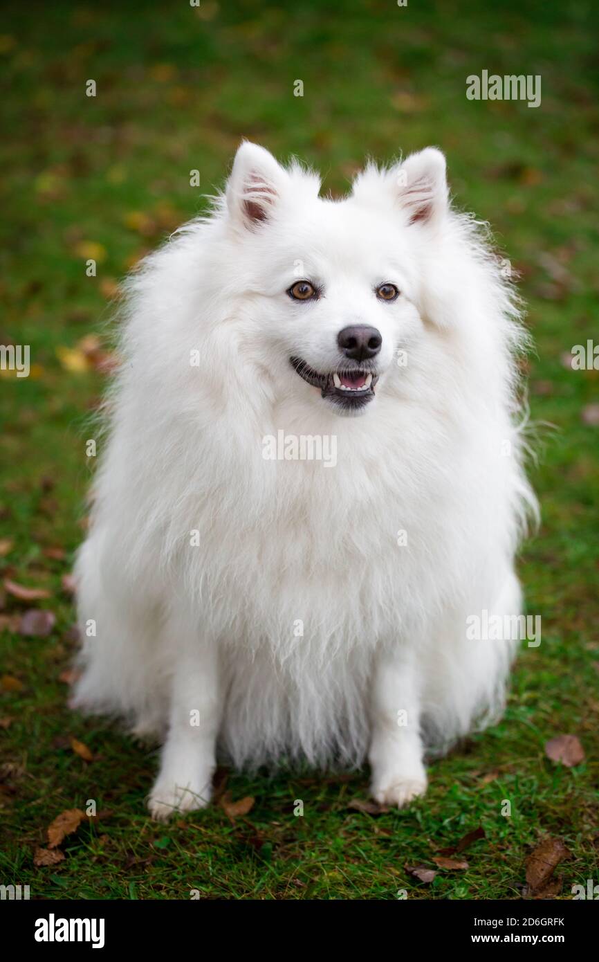 Japanische sitzen -Fotos und -Bildmaterial in hoher Auflösung – Alamy
