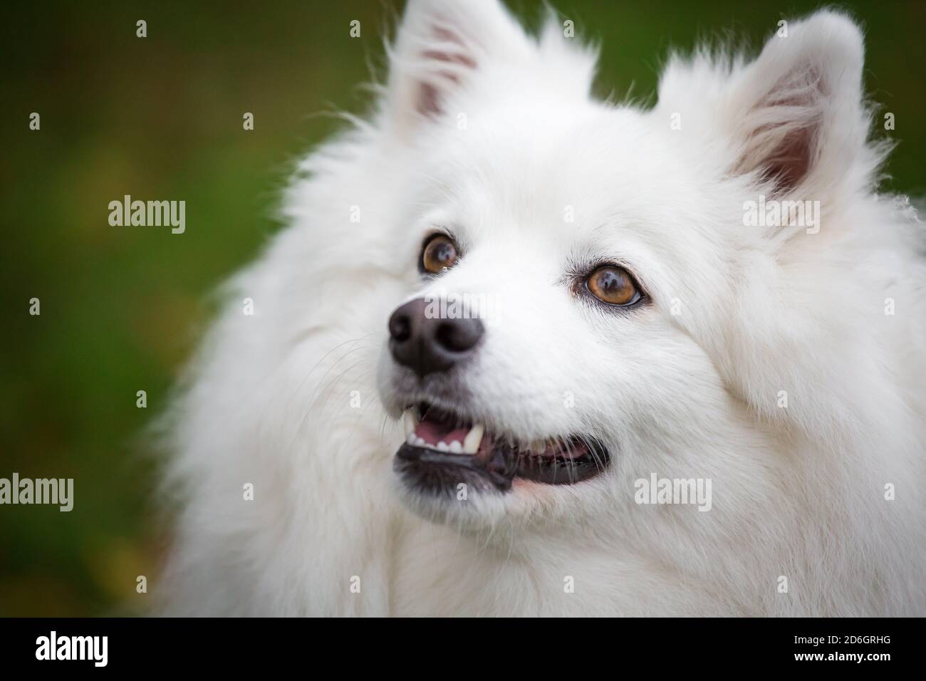 Japanische hunderasse -Fotos und -Bildmaterial in hoher Auflösung – Alamy
