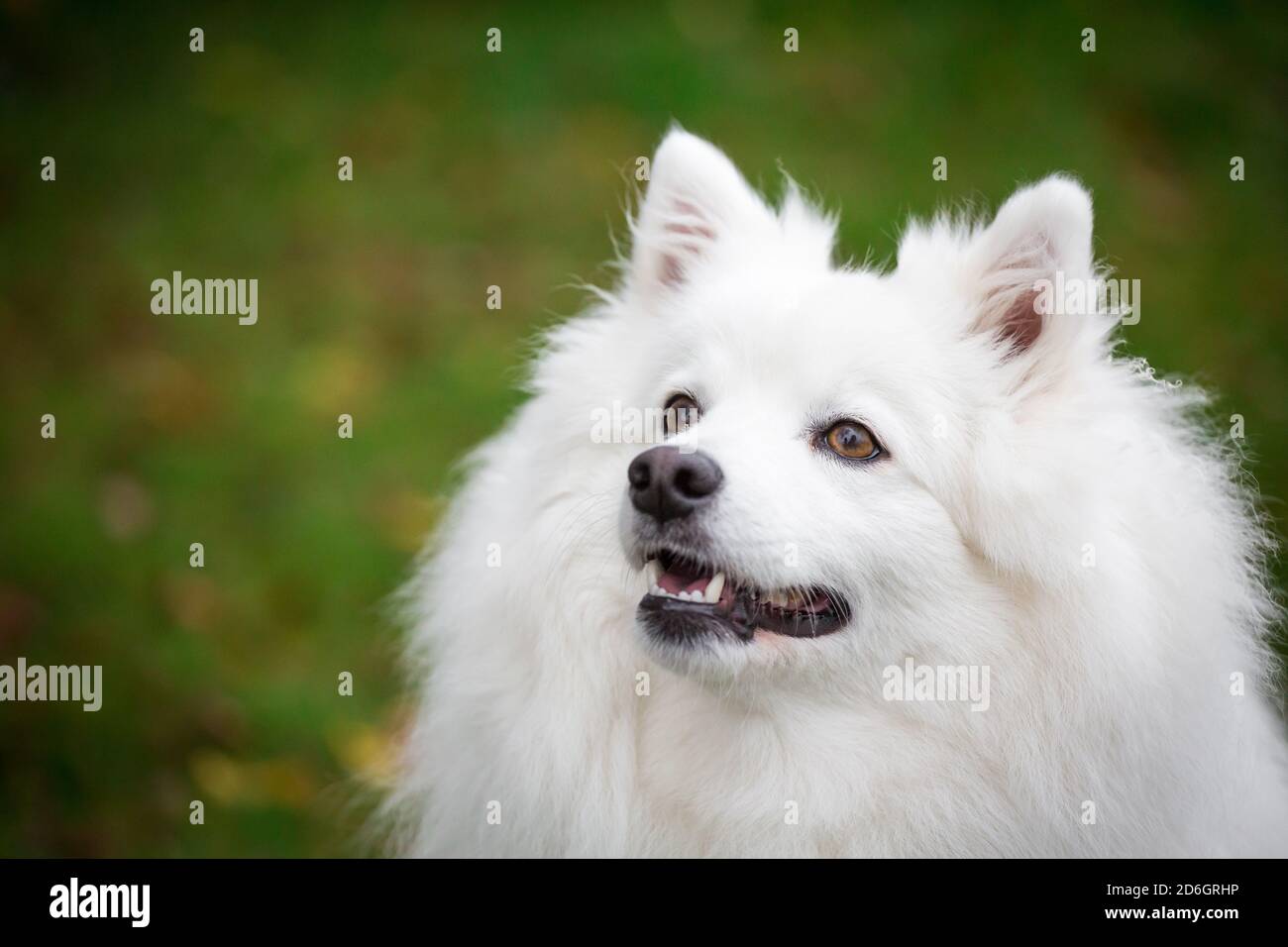 Japanische hunderasse -Fotos und -Bildmaterial in hoher Auflösung – Alamy