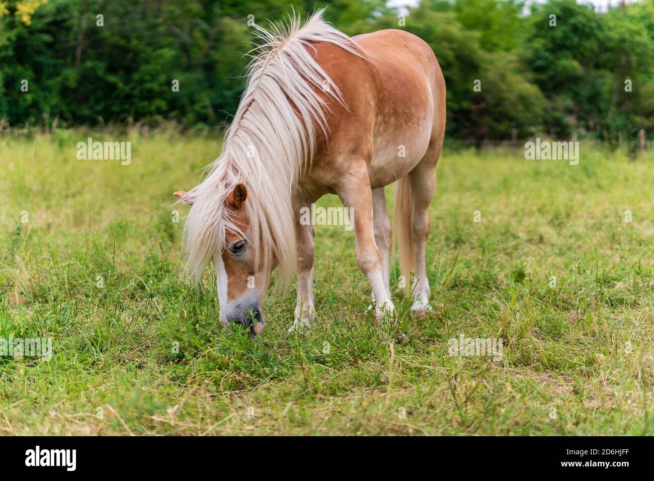 Braunes Pferd mit langer, wilder Mähne, die auf einer Wiese grasen ...