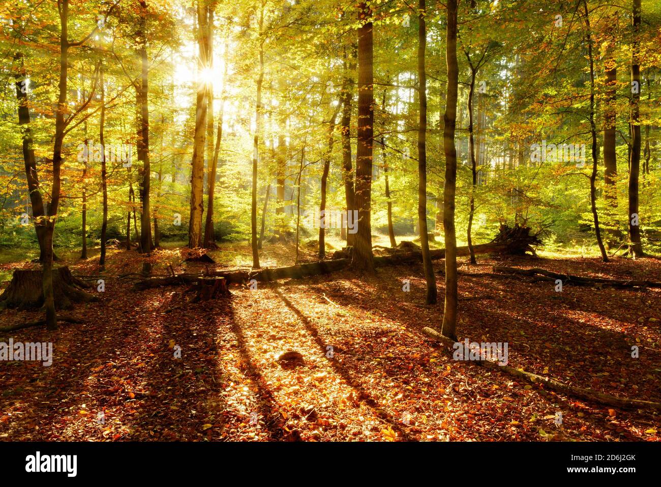 Buchen und birken im herbst -Fotos und -Bildmaterial in hoher Auflösung ...