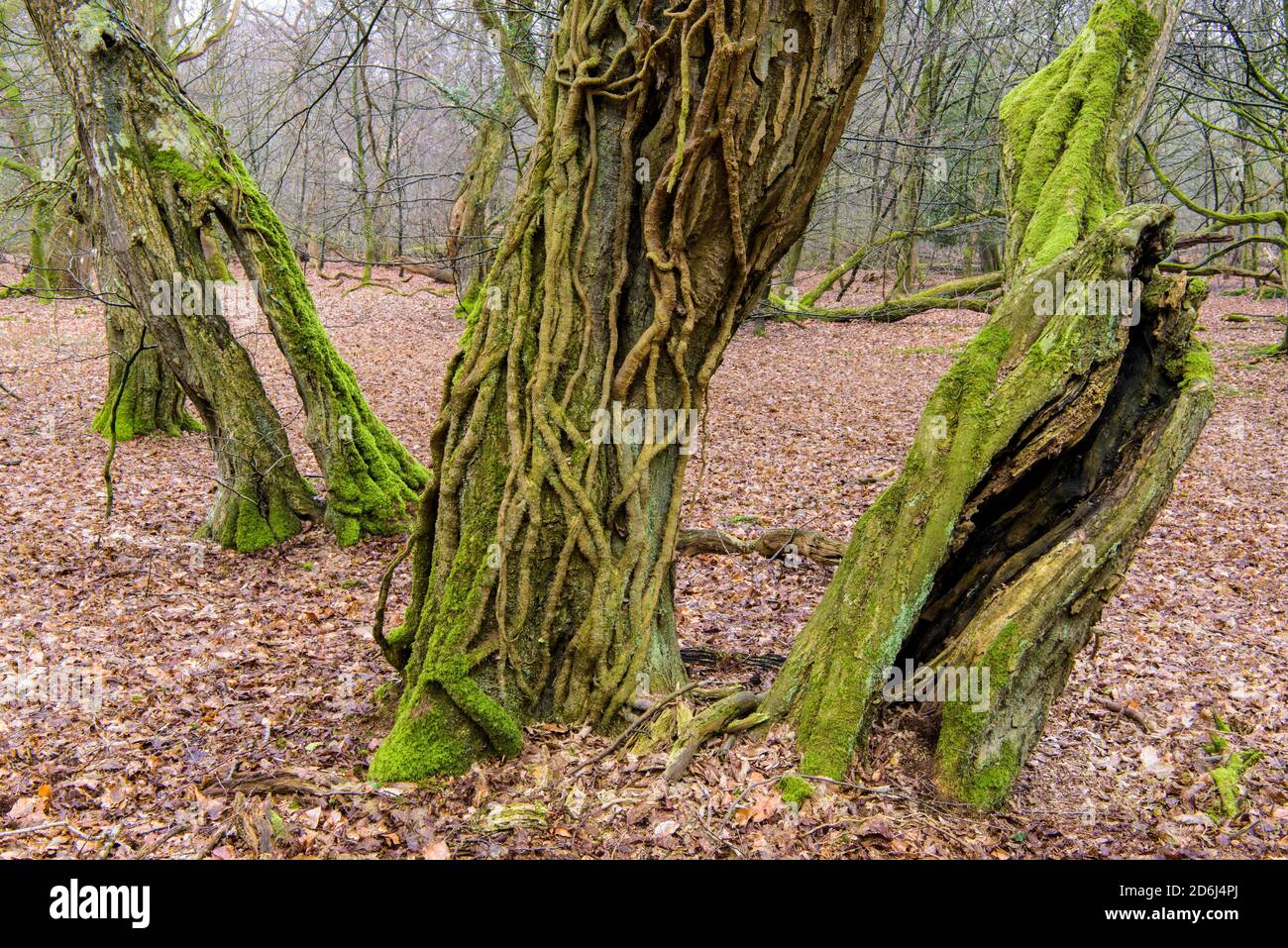 Alte buche fagus sylvatica im urwald baumweg -Fotos und -Bildmaterial ...