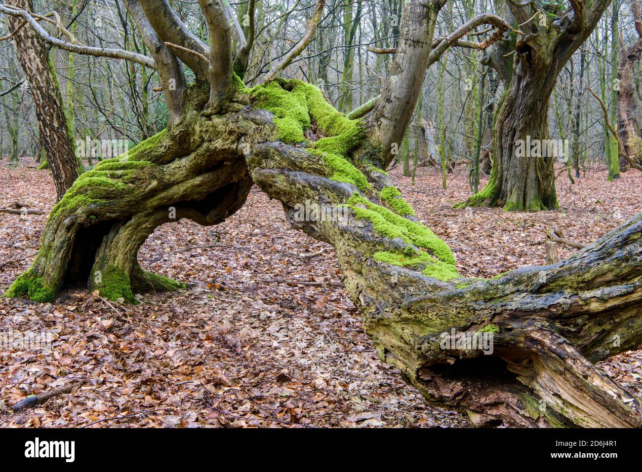 Alte Buche ( Fagus sylvatica) im Urwald Baumweg, Totholz, Buchenwald ...
