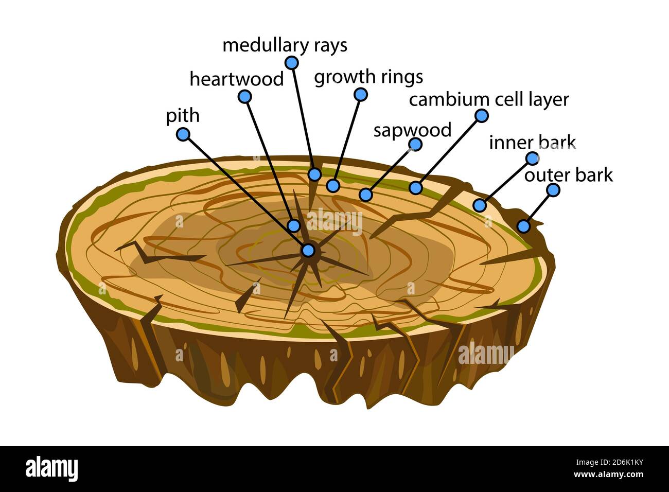 Anatomie eines Baumes. Struktur der Schicht der Baumebenen im Querschnitt. Schema für Baumstamm ...