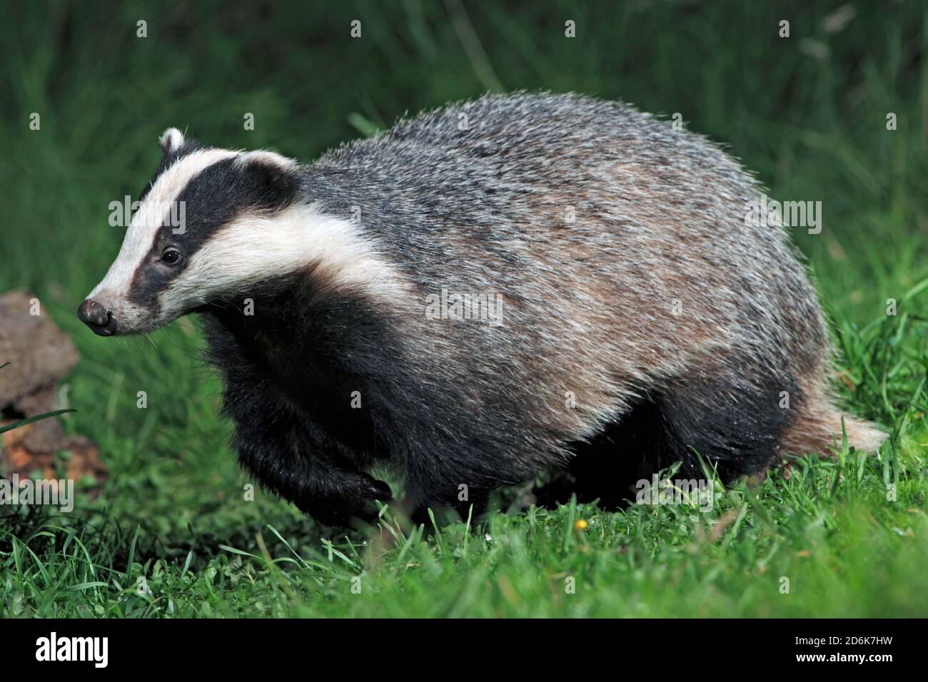 Eurasische dachs meles meles -Fotos und -Bildmaterial in hoher ...